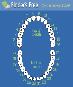 How do dentists number teeth? - FindersFree.com