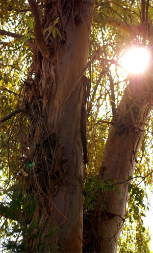 Are eucalyptus trees more flammable than other trees? - FindersFree ...