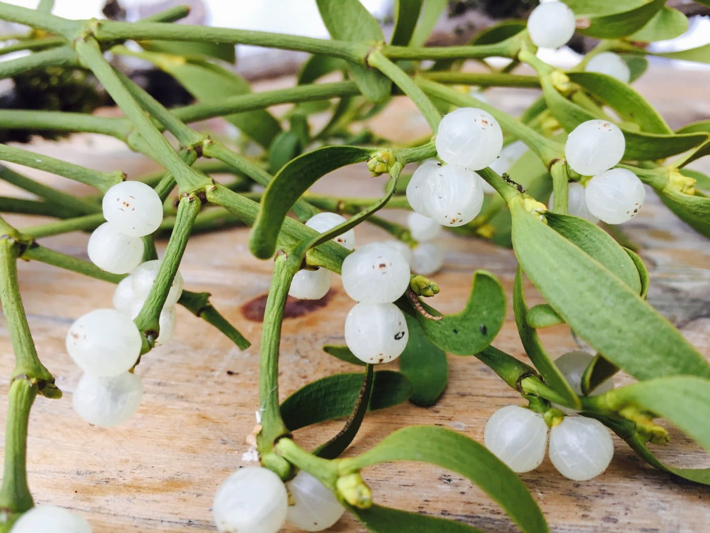 Is mistletoe really poisonous? - FindersFree.com